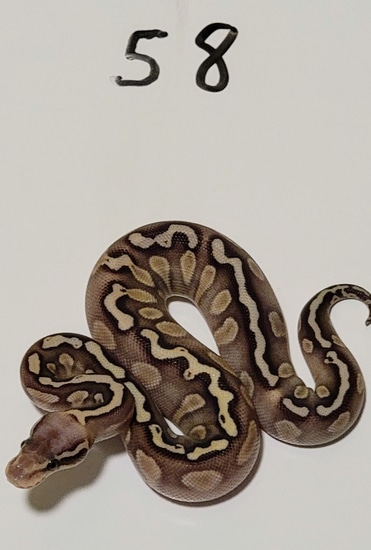 Pastel Chocolate Ghi Lesser Het Albino Ball Python by Python Posse