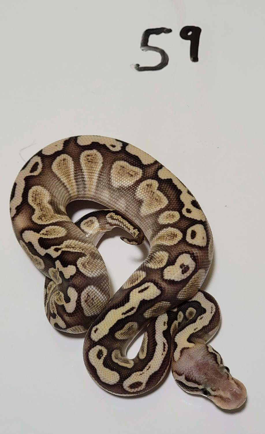 Pastel Lesser Ghi Het Albino Ball Python by Python Posse - MorphMarket