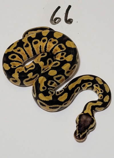 Pastel Het Axanthic(Tsk) 66% Het Clown Ball Python by Python Posse