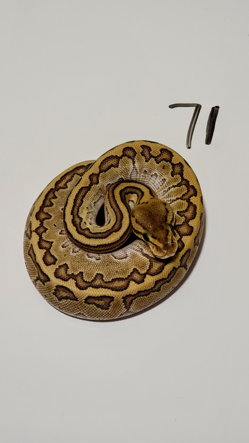 Chocolate Kingpin Het Albino Ball Python by CBD Reptiles - MorphMarket
