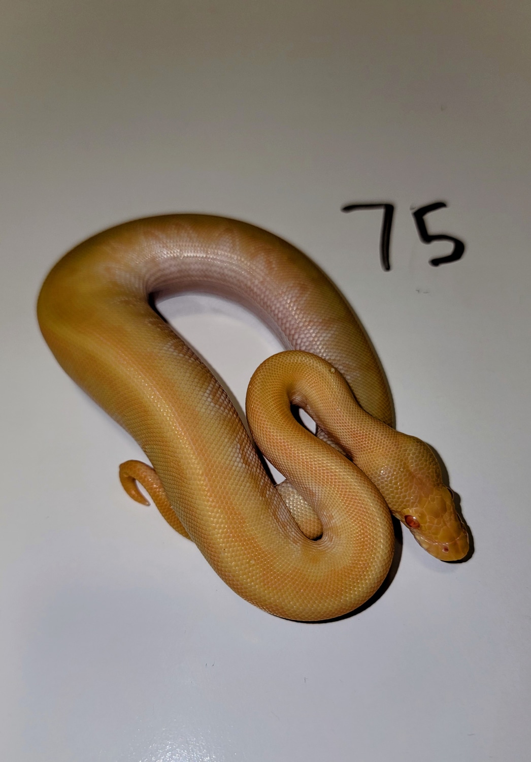 Lesser Ghi Pinstripe Pos Chocolate Albino Ball Python by CBD Reptiles ...