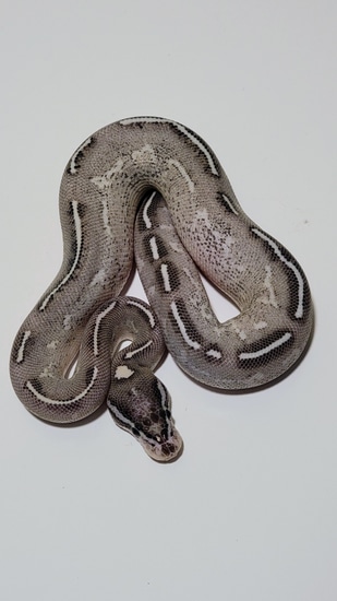 Worlds First! TSK Axanthic Highway(Highway To Hell) Ball Python by Python Posse