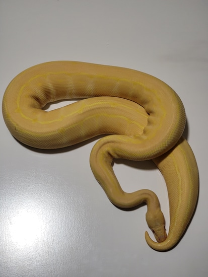 Albino Pinstripe Ball Python by Python Posse
