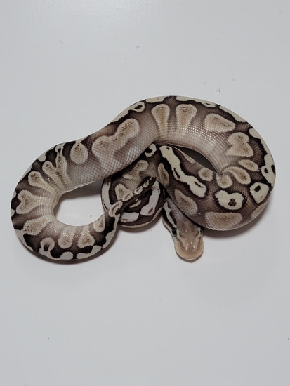 Pastel Lesser Ghi Het Albino Ball Python by Python Posse