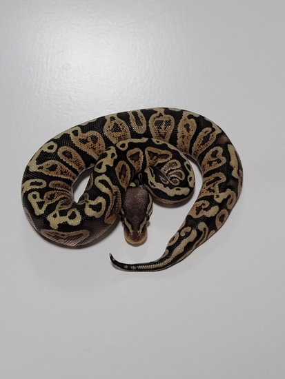 Pastel Ghi Het Albino Ball Python by Python Posse