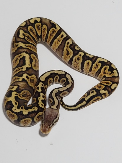 Chocolate Pastel Ghi Het Albino Ball Python by Python Posse