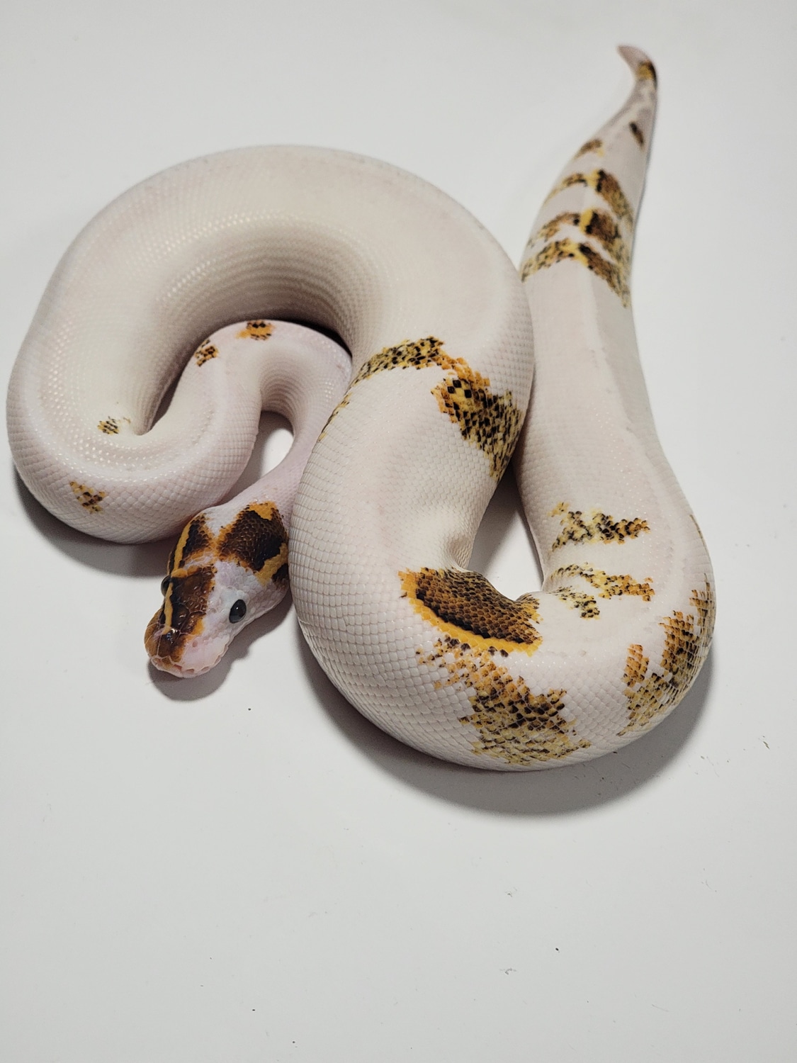 Axanthic Ivory Highway Chimera Paradox Ball Python by CBD Reptiles ...