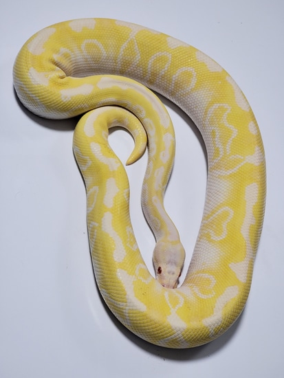 Albino Lesser Ghi Chocolate Ball Python by Python Posse