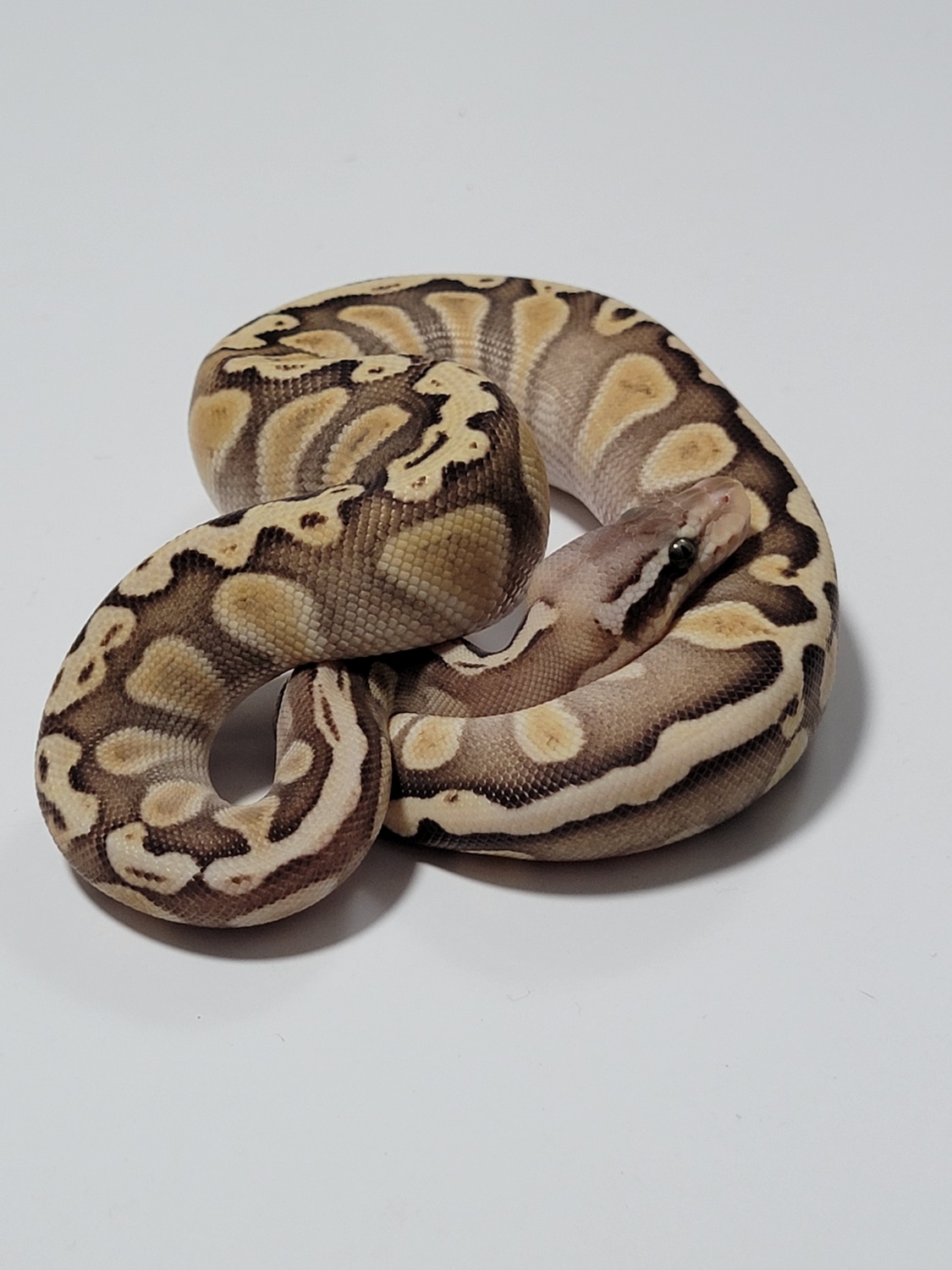 Pastel Lesser Ghi Chocolate Het Albinono Ball Python by CBD Reptiles ...