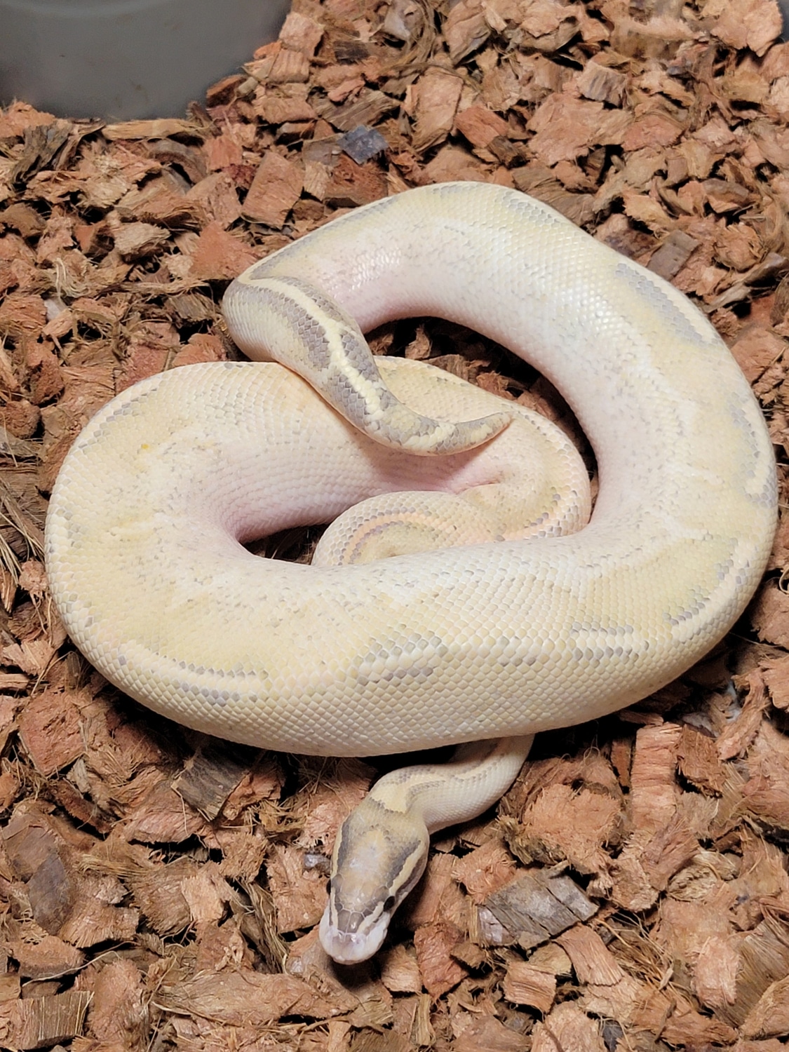 Orange Dream Highway Het Tsk Axanthic 50% Hypo Ball Python by Python ...