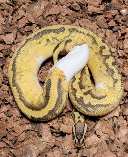 Pastel Piebald Het Lavender Albino Ball Python by Python Posse
