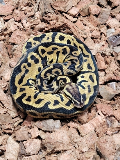 Pastel Leopard Het Tsk Axanthic 66% Het Clown Ball Python by Python Posse