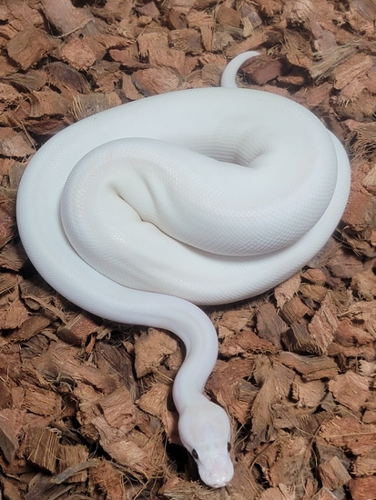 Banana Ivory Orange Dream Het 50% Hypo Ball Python by Python Posse
