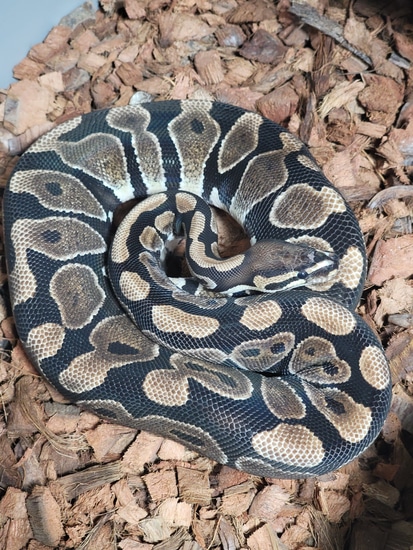 Scaleless Head Ball Python by Python Posse