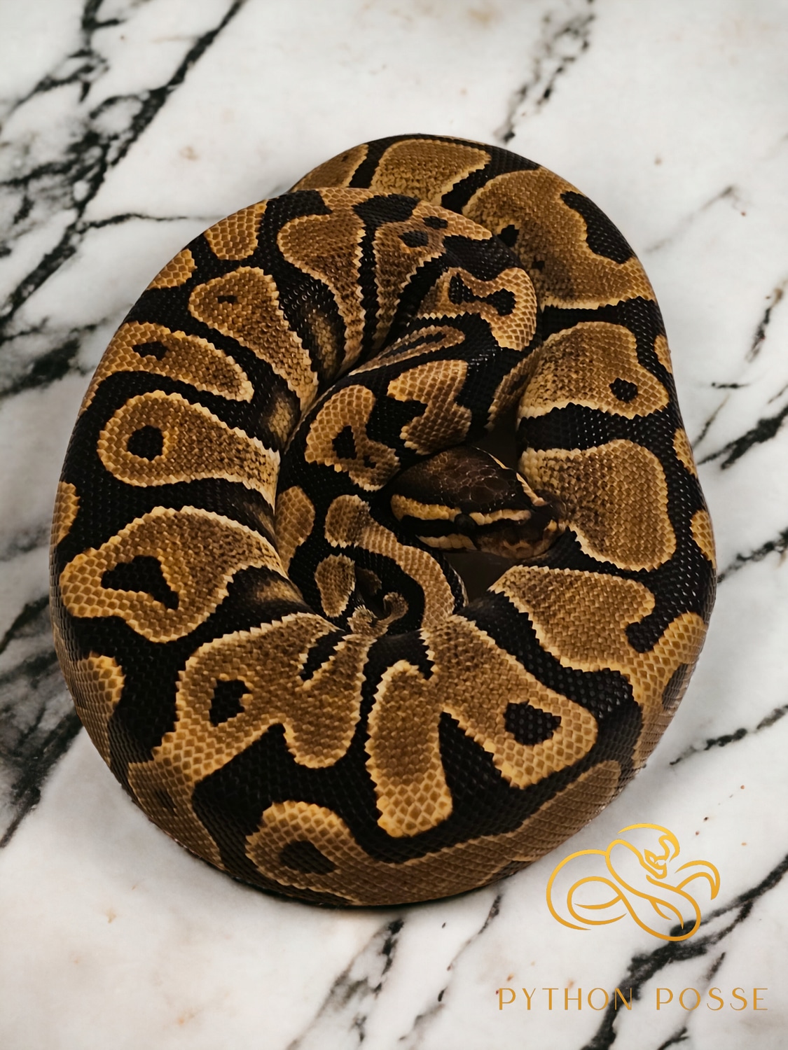 Yb/gravel 50% Het Hypo Ball Python by Python Posse - MorphMarket