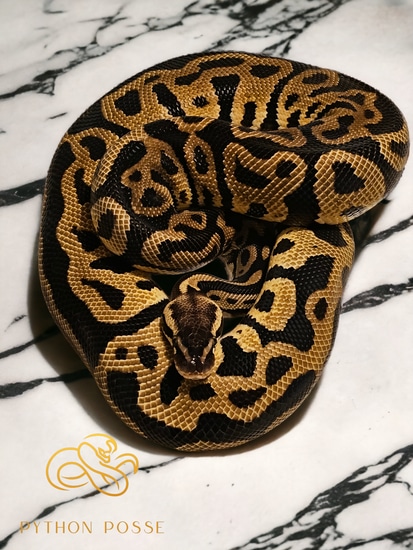 Pastel Leopard Het Tsk Axanthic 66% Het Clown Ball Python by Python Posse