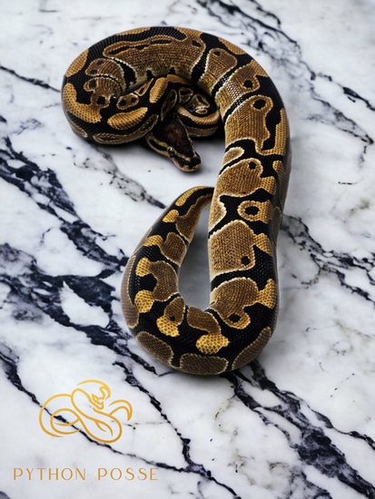 Blade Double Het Clown Lavender Albino 66% Pied Ball Python by Python Posse