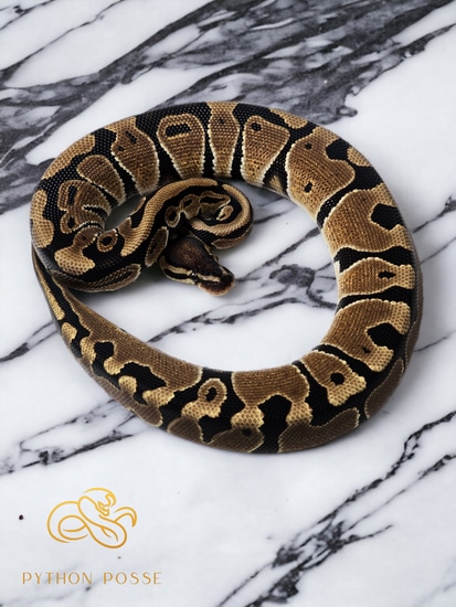 Blade Double Het Clown Lavender Albino 66% Pied Ball Python by Python Posse