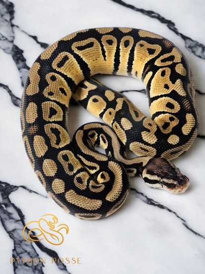 Pastel Het Tsk Axanthic 66%clown Ball Python by Python Posse
