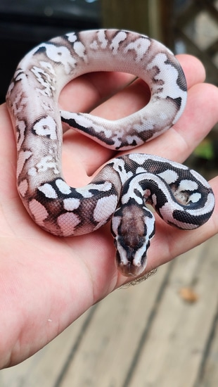 Tsk Axanthic Pastel Enchi Calico Gravel Ball Python by Python Posse
