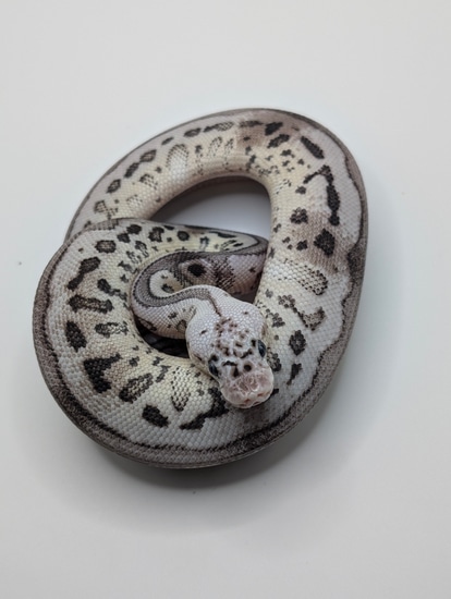 Tsk Axanthic Leopard Killer Clown Paradox Ball Python by Python Posse