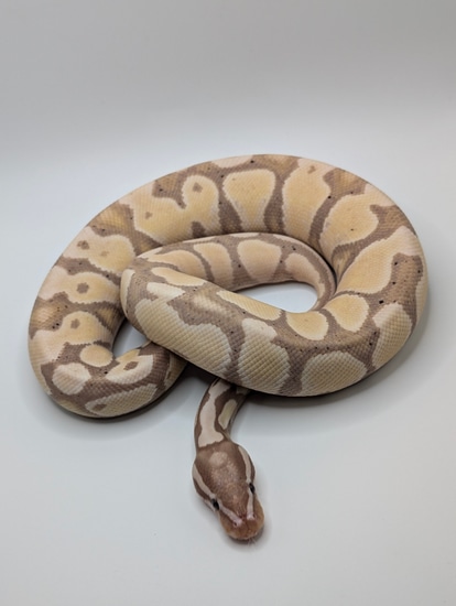 Tsk Axanthic Banana Enchi YB Or Gravel Ball Python by Python Posse