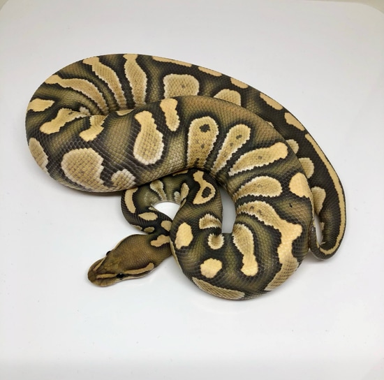 Chocolate Hypo Desert Ghost Ball Python by Chris Dempster Reptiles
