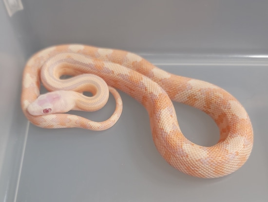 Euro Albino 66% Het Axanthic Trans-Pecos Rat Snake by Chris Drake Reptiles