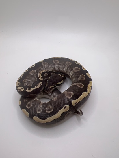 GHI Mojave Ball Python by Exotics by Big Chris