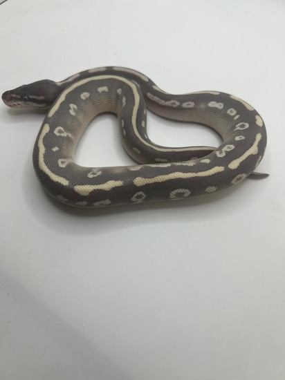 Purple Passion Pos. GHI Ball Python by Exotics by Big Chris