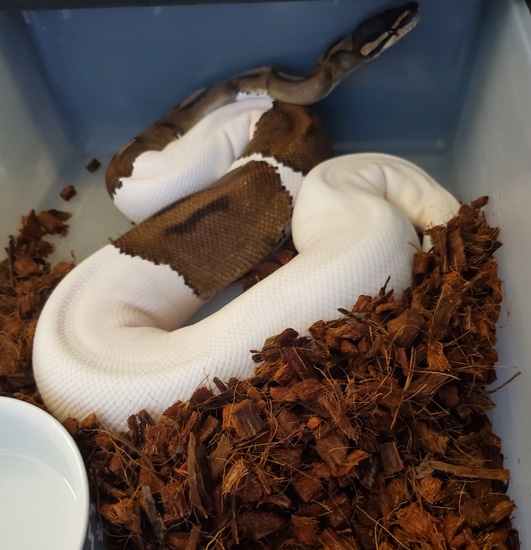 2356 Grams Black Pastel Pied 2018 Ball Python by Reptile Fan