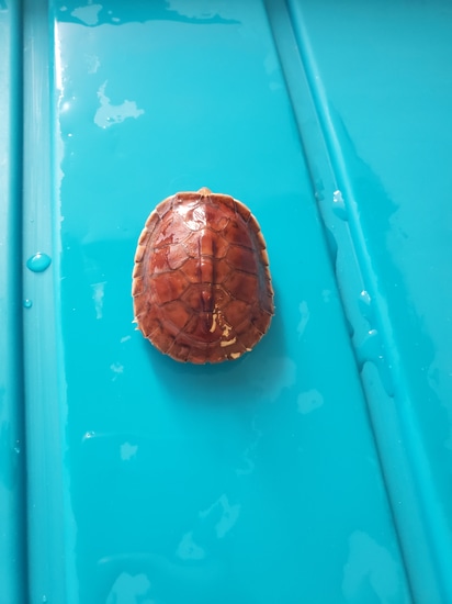 2022 McCord's Box Turtle by Reptile Fan