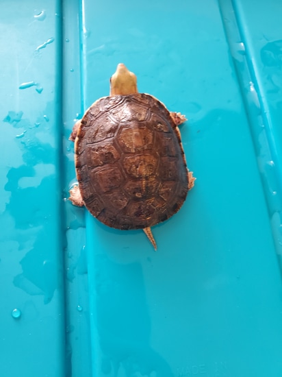 2021 McCord's Box Turtle by Reptile Fan