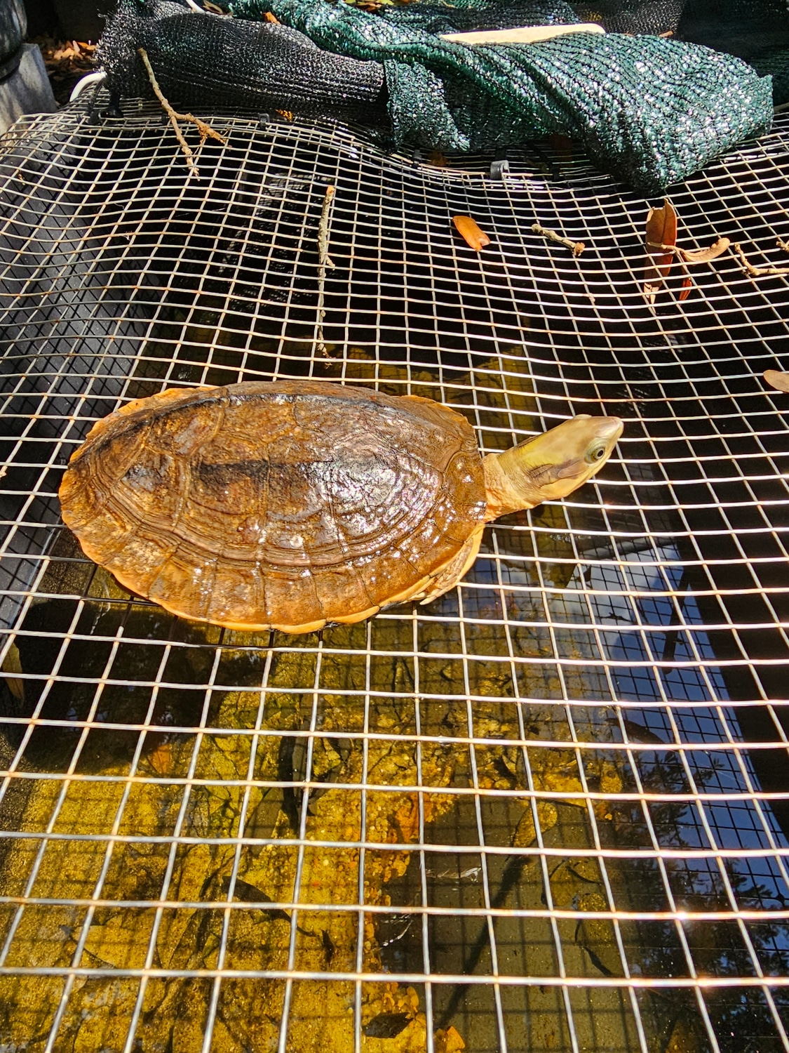 Golden Coin Turtle Cuora Trifasciata Box Turtle by Reptile Fan ...