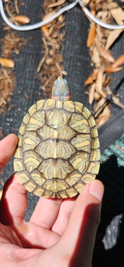 Picasso Pastel X Clown RES Slider Turtle by Reptile Fan