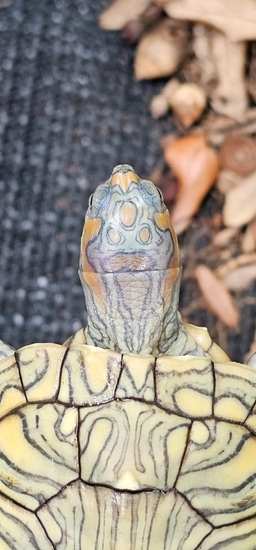 Picasso Pastel X Clown RES Slider Turtle by Reptile Fan