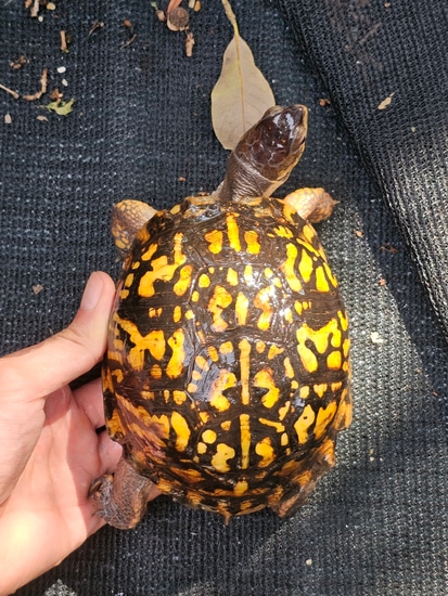 Breeder Female Eastern Box Turtle by Reptile Fan