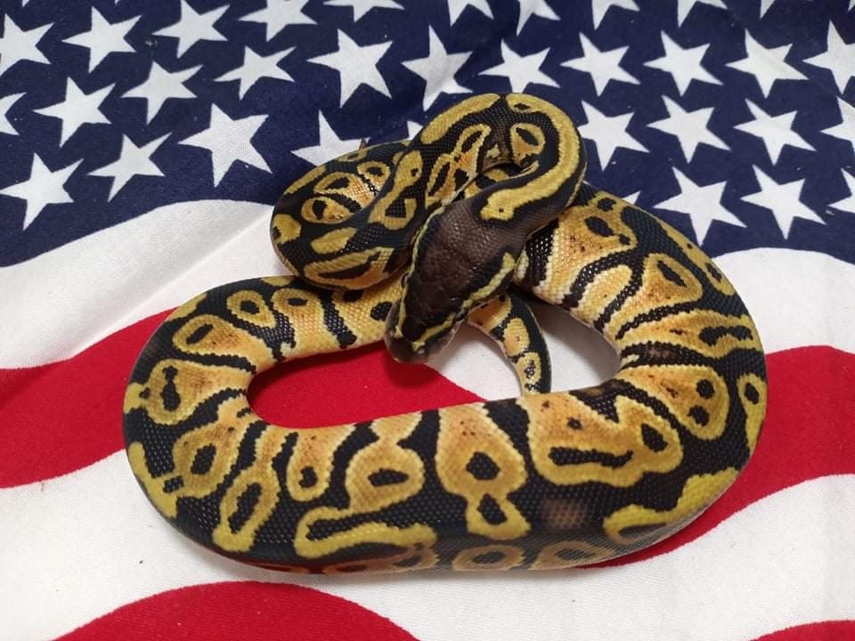 Pastel 50% Volta Ball Python by Hill Country python - MorphMarket
