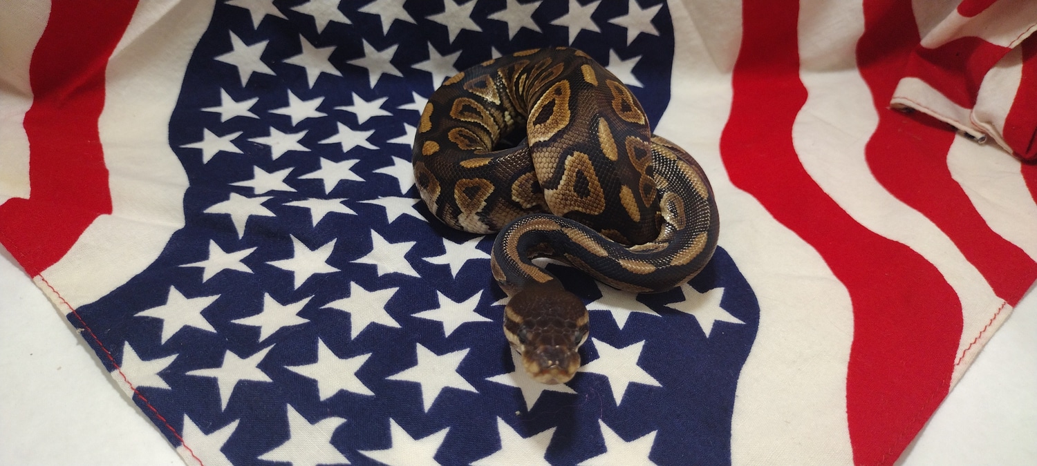 Cinnamon Ball Python by Hill Country python - MorphMarket
