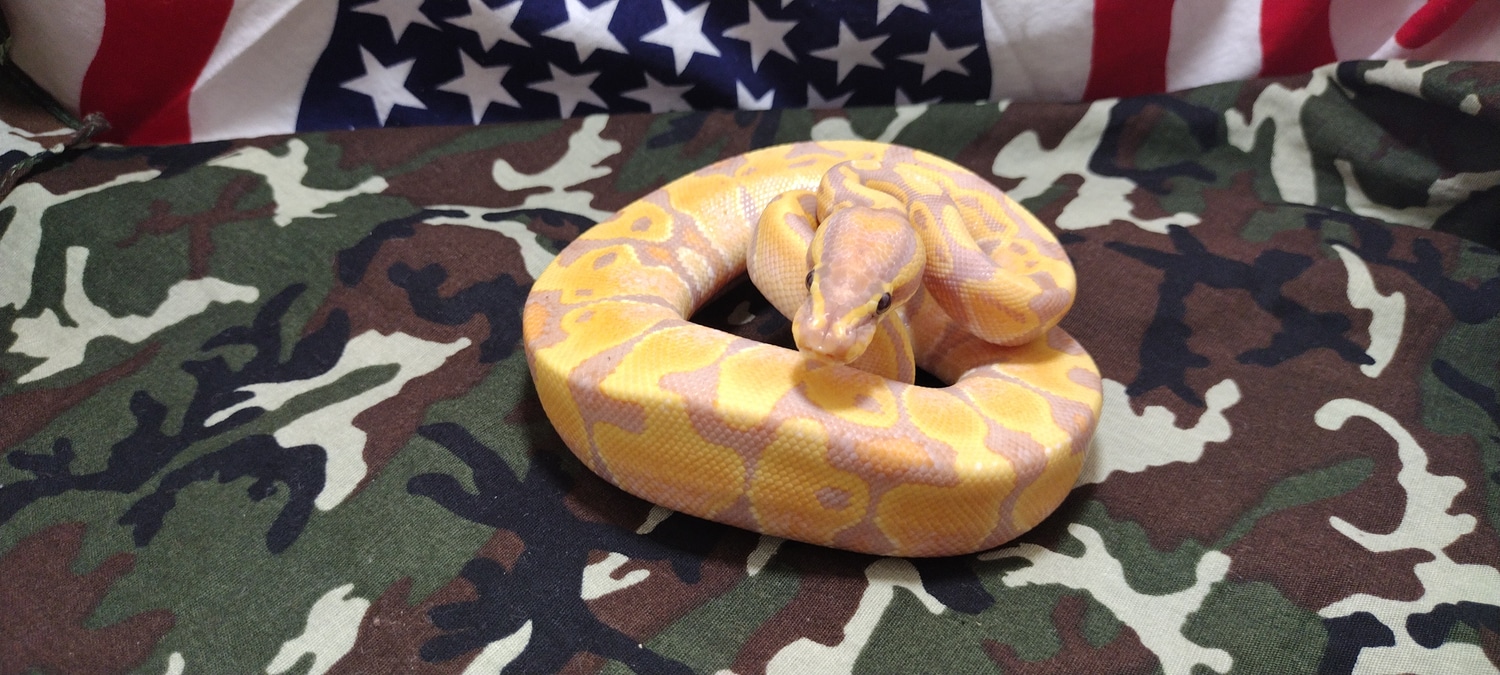 Banana Enchi Ball Python by Hill Country python - MorphMarket