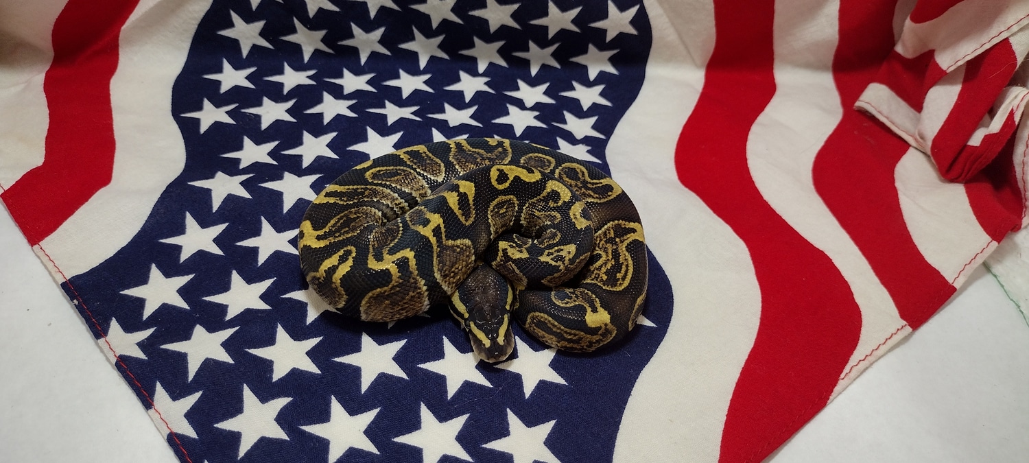 Ghi Ball Python by Hill Country python - MorphMarket