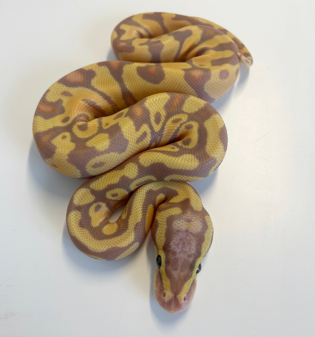 Pastel Enchi Banana 100% Het Clown Ball Python by SFB Exotics - MorphMarket