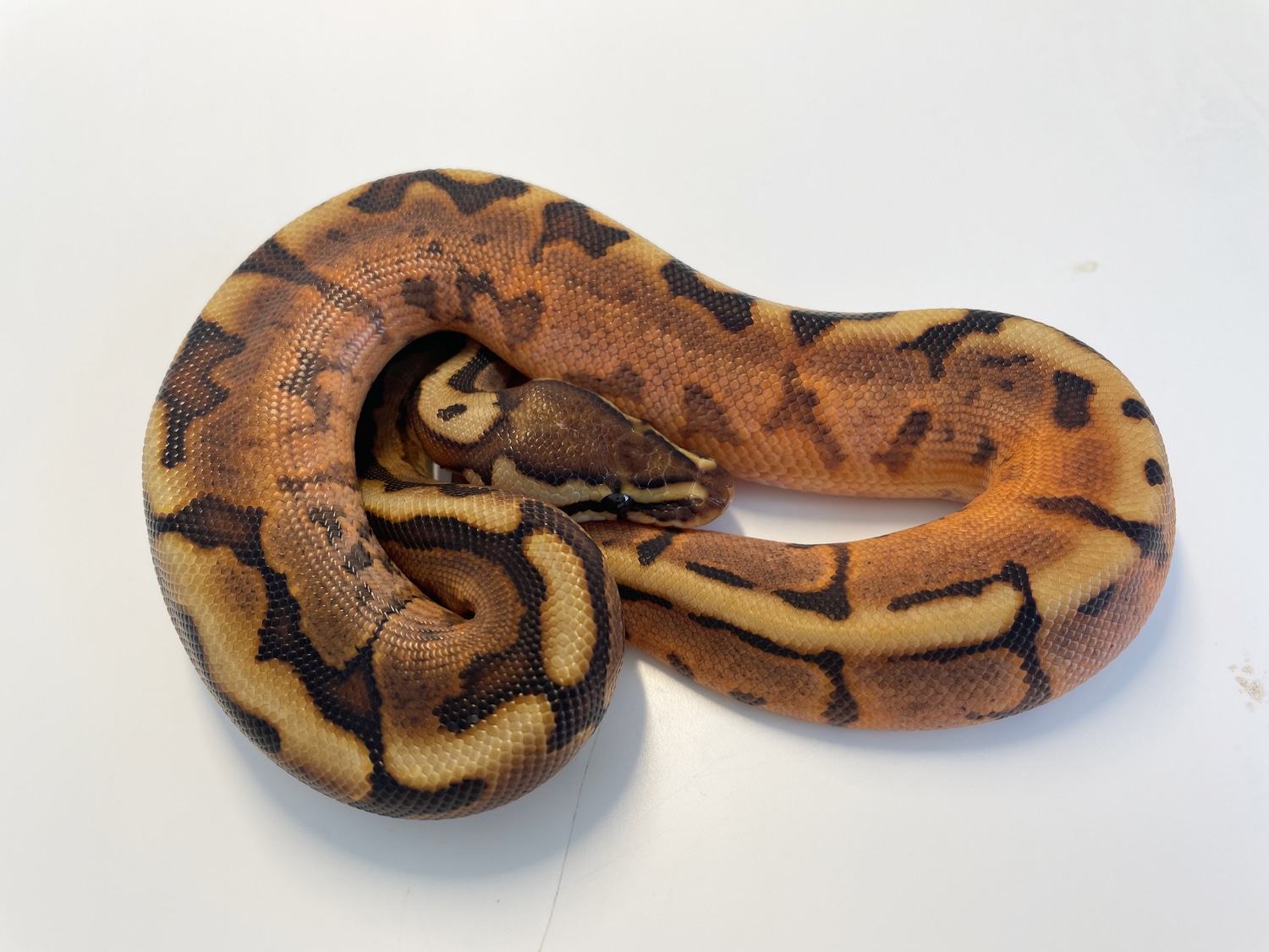 Black Pastel Spider DBL Het Hypo Pied Poss Het Albino Ball Python by ...