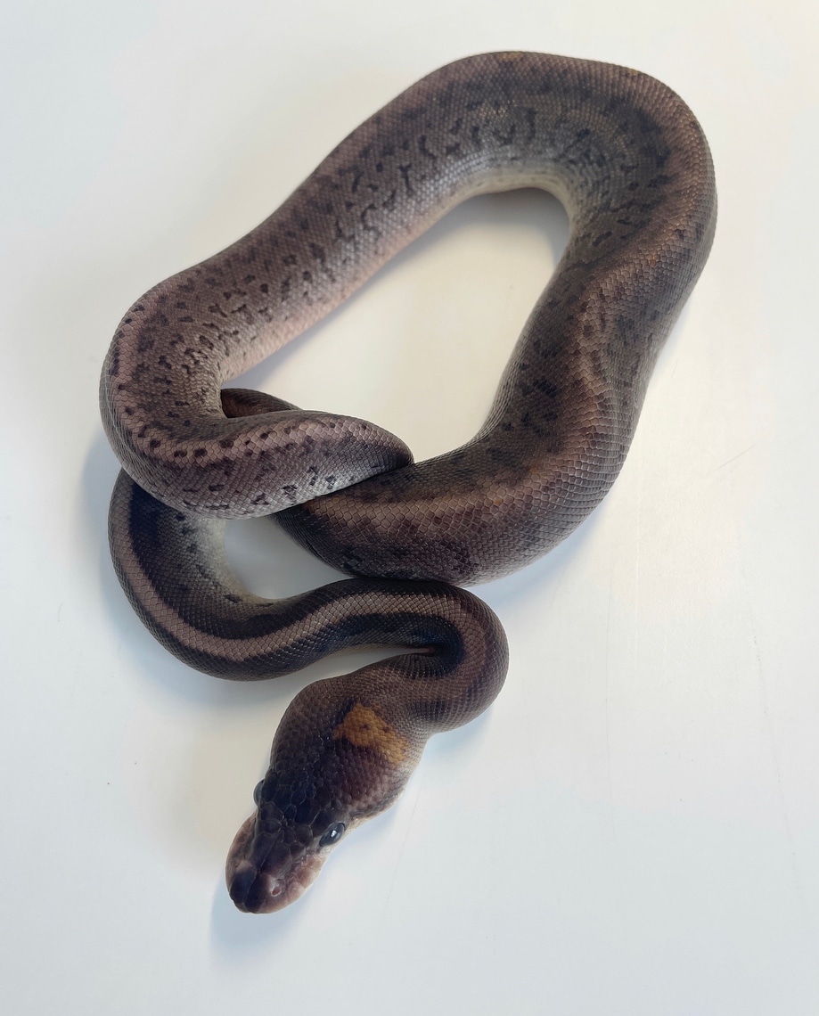 Black Pastel Cinnamon Pinstripe Ball Python by SFB Exotics - MorphMarket