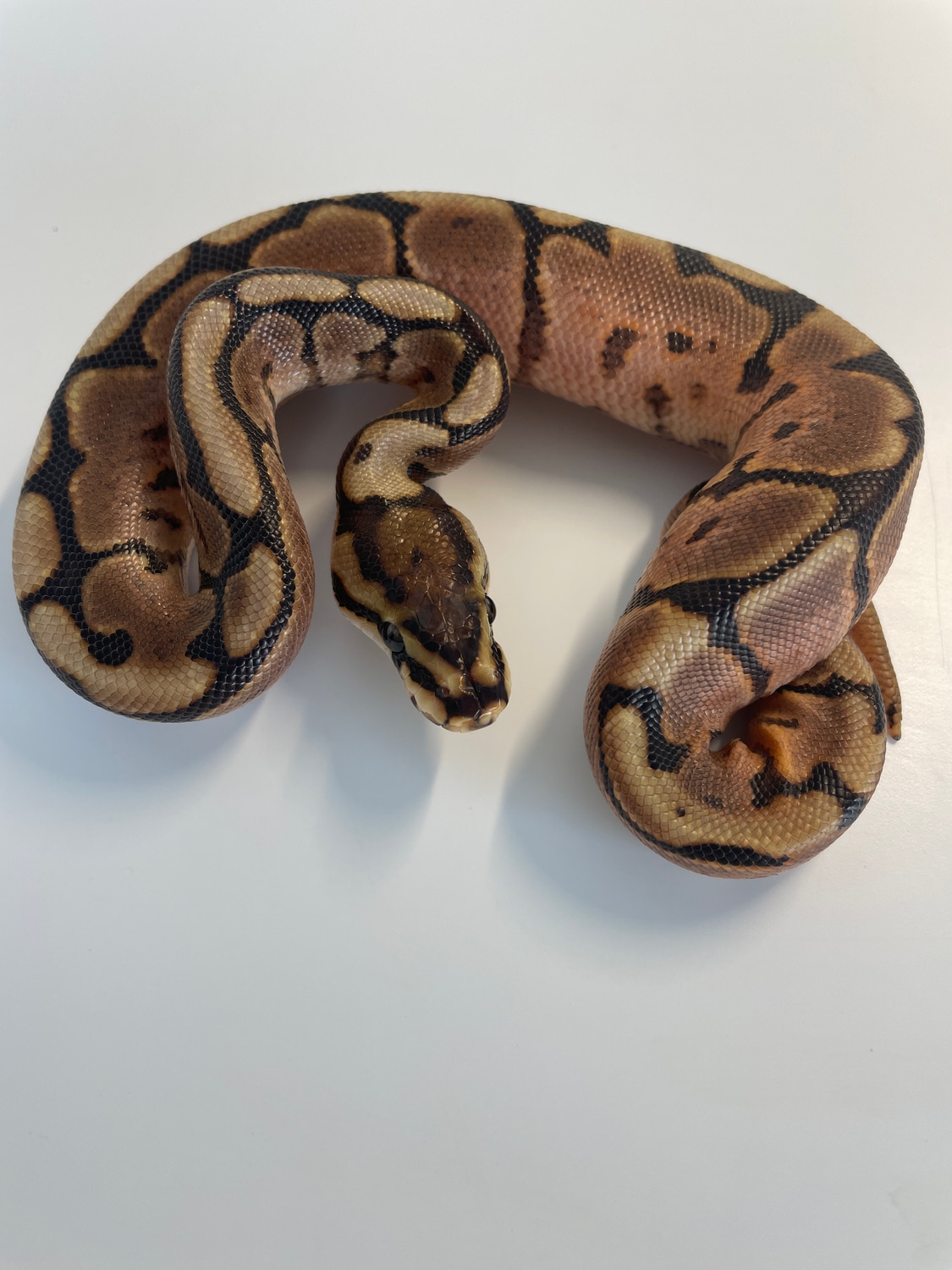 Black Bee Het Hypo Pied Ball Python by SFB Exotics - MorphMarket
