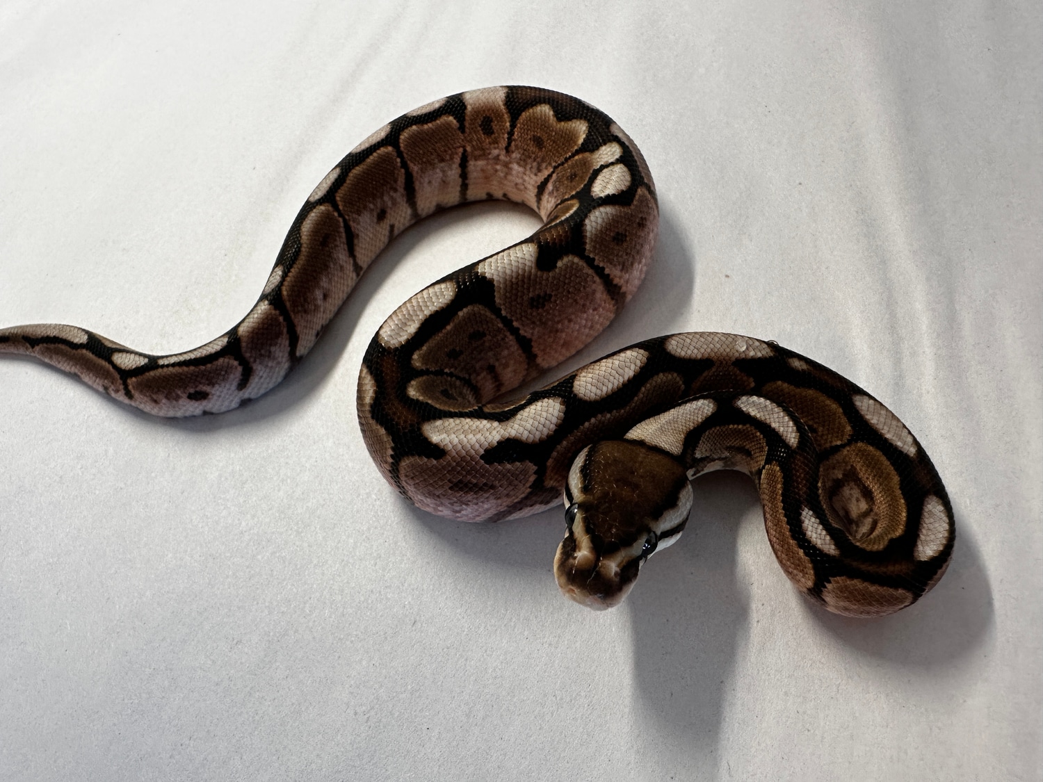 Cinnamon Spider Ball Python by SFB Exotics - MorphMarket