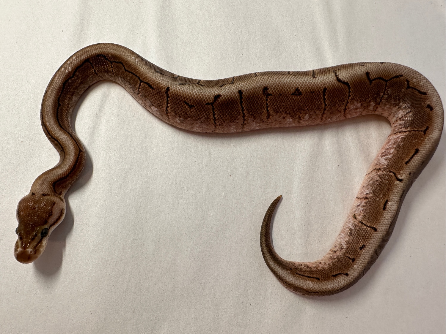 Cinnamon Spider Pinstripe Ball Python by SFB Exotics - MorphMarket