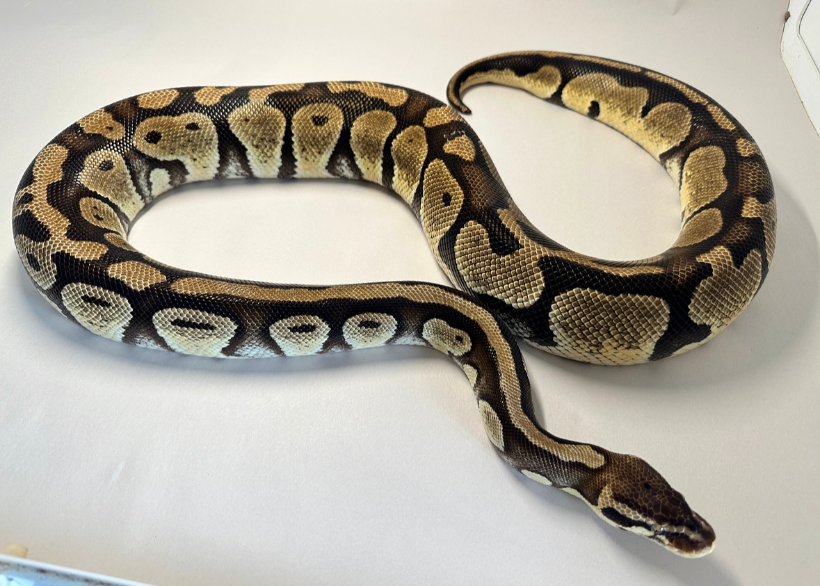 Pastel HUGE Female 3,000 Gram Breeder Ball Python by SFB Exotics ...
