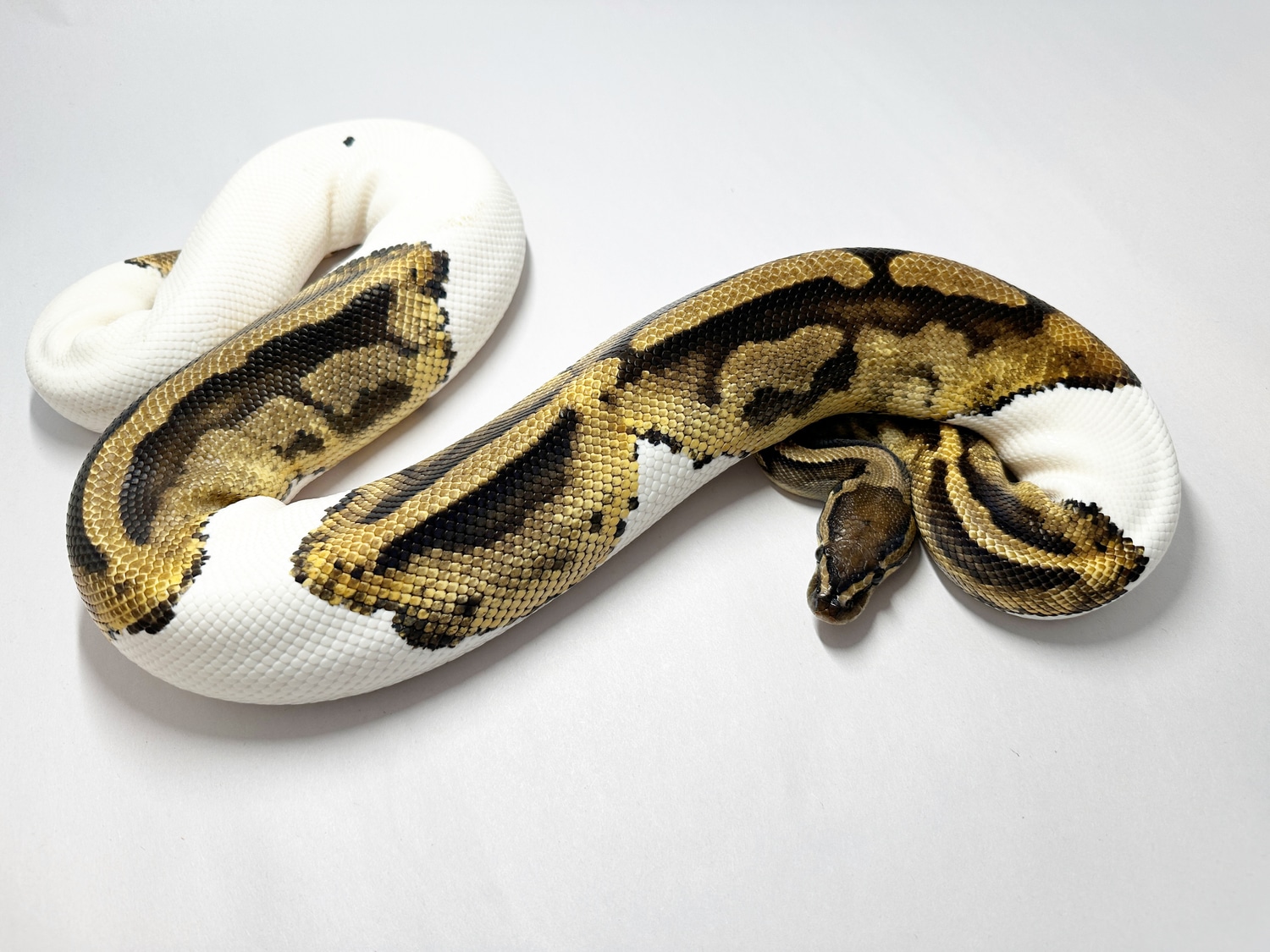 Pied Pos Het Albino Ball Python by SFB Exotics - MorphMarket