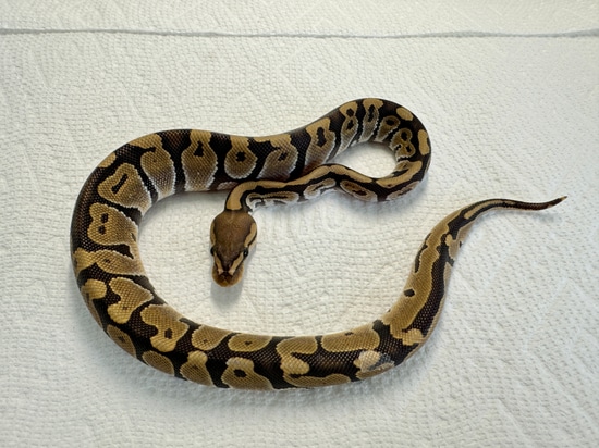 Hypo Chocolate Ball Python by SFB Exotics